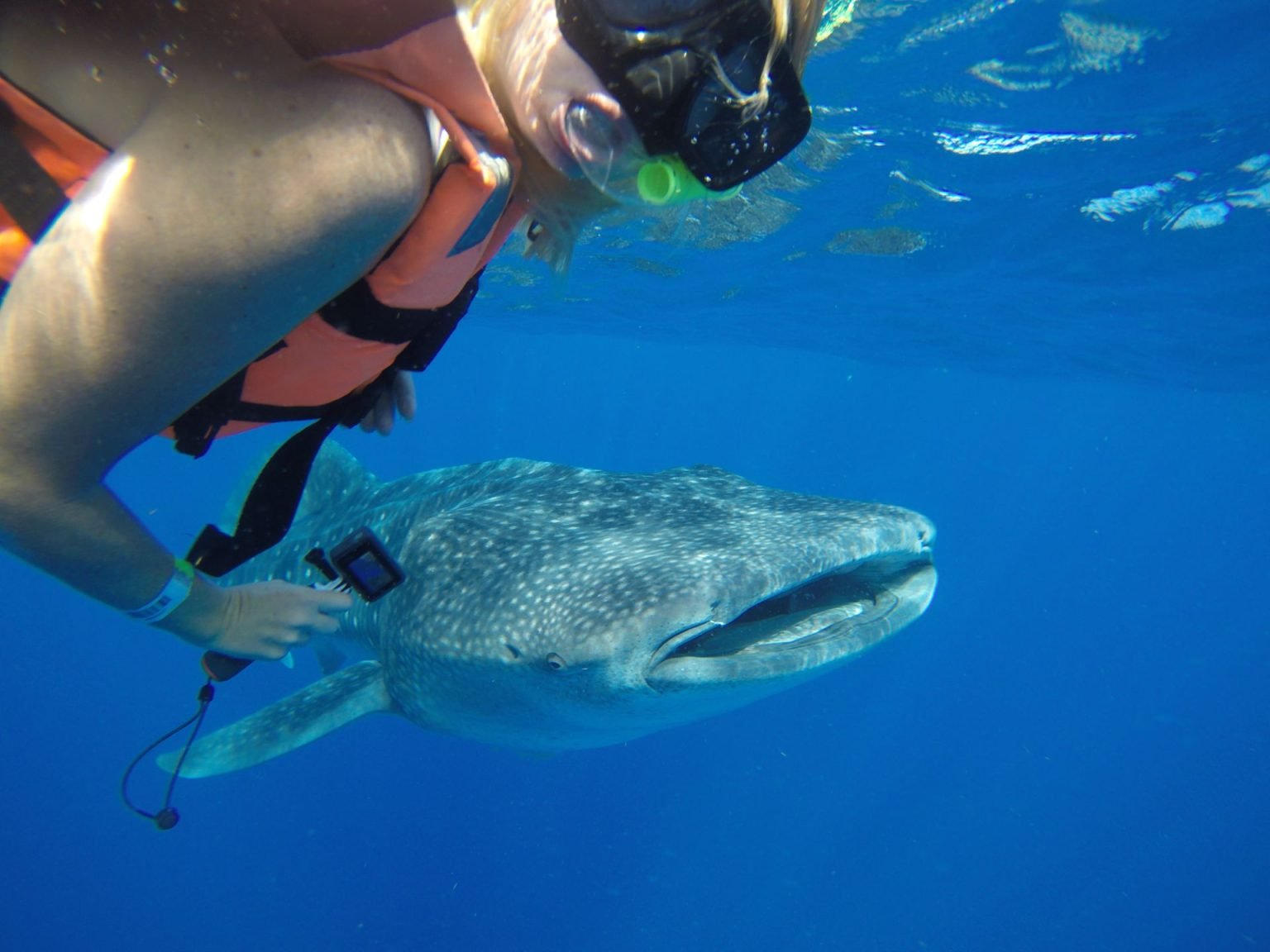 Captain Whale Shark - #1 Rated Whale Shark Tours in Mexico