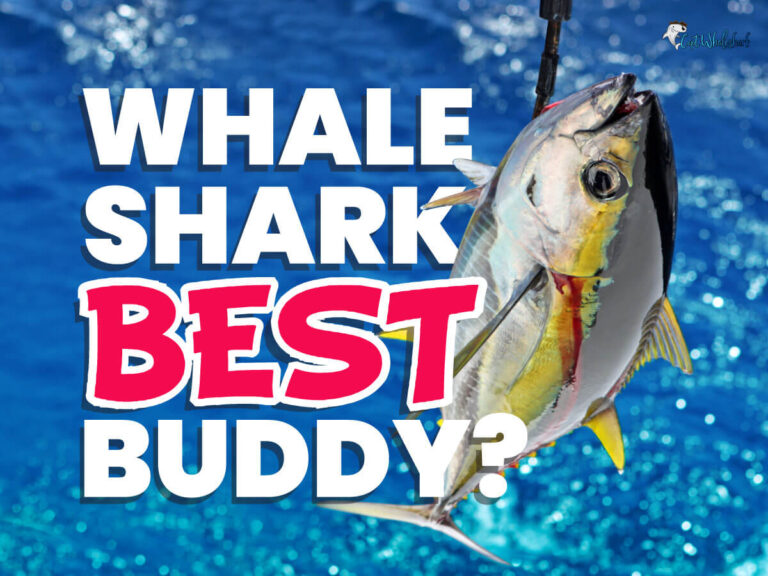 "Bonito Fish" The Best Friend of The Whale Shark - Captain Whale Shark