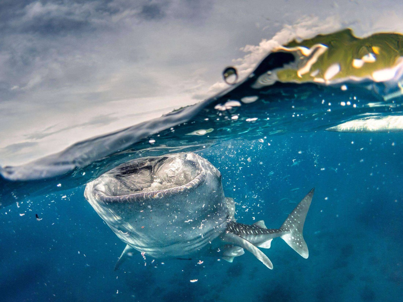 Can I Go Diving With Whale Sharks? - Captain Whale Shark