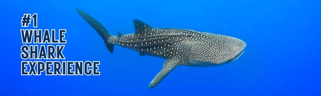 Captain Whale Shark - #1 Rated Whale Shark Tours in Mexico